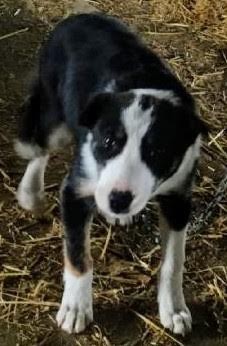 ABCA Registered Border Collies