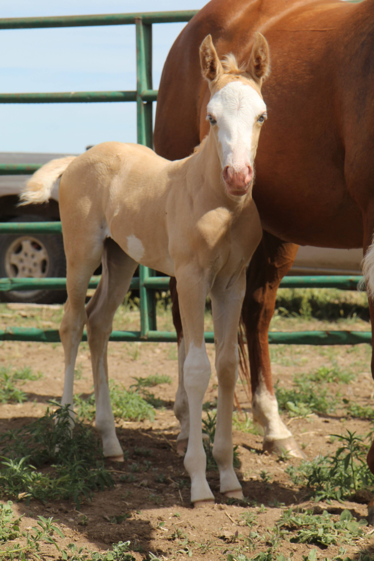 Here is a filly bred to really perform and has the color to get noticed.