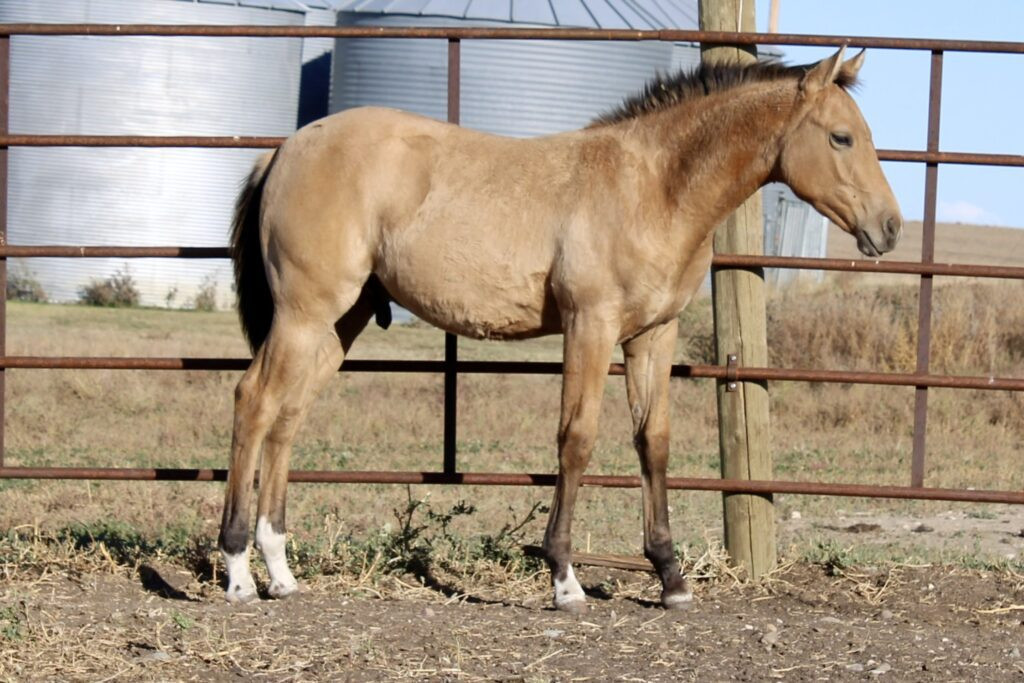 CALL ME NIFTY CAT – 2025 AQHA Dun Colt x OneTime CallMeMitch x Call Me ...