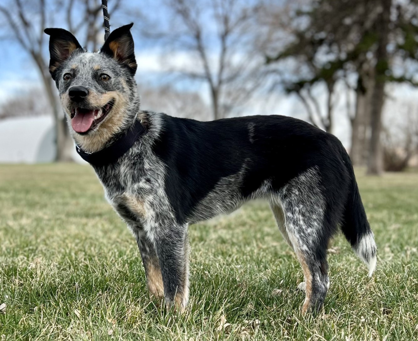 7 Month Old Texas Heeler Female - Started Cowdog