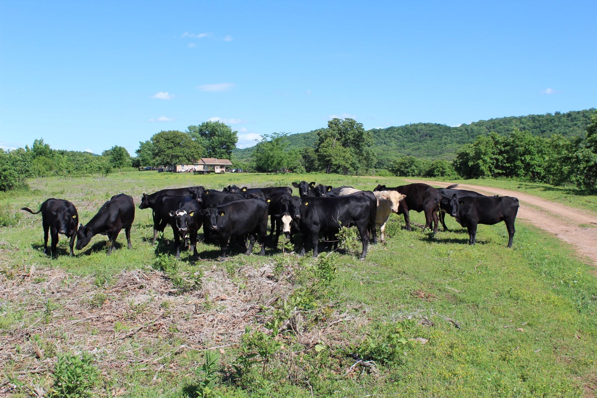 18 - 4 year old Angus Bred Cows - Oklahoma