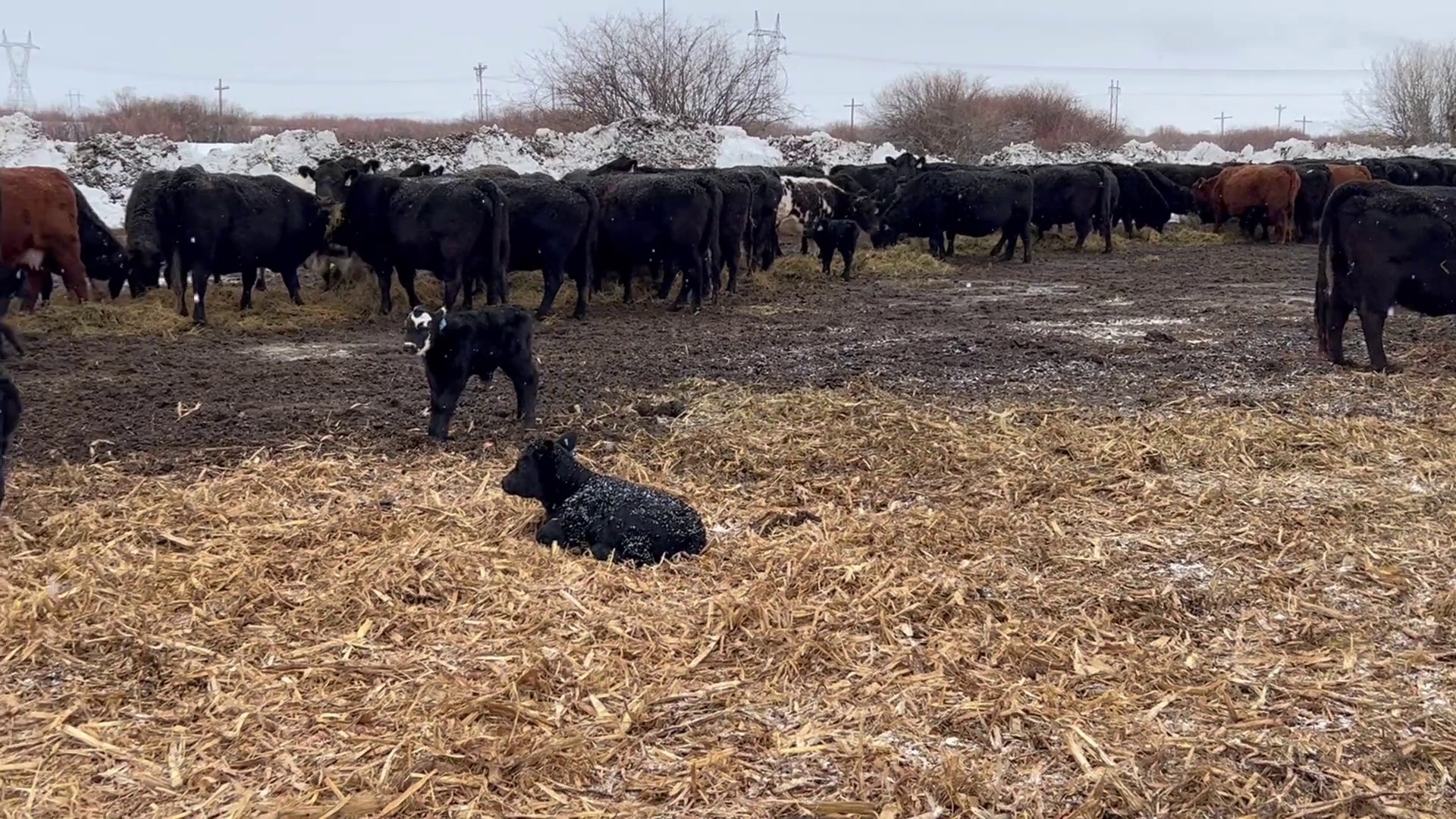 100 - 2 Year Old Black Angus/Red Angus/Black Baldy Cow Pairs - Colorado