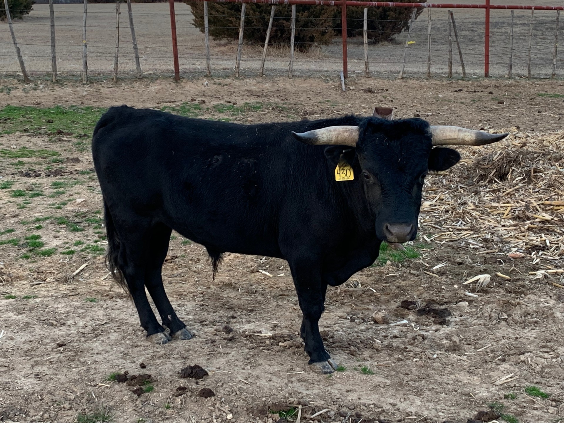 1 - 5 Year Old Proven Registered Corriente Bull - Texas