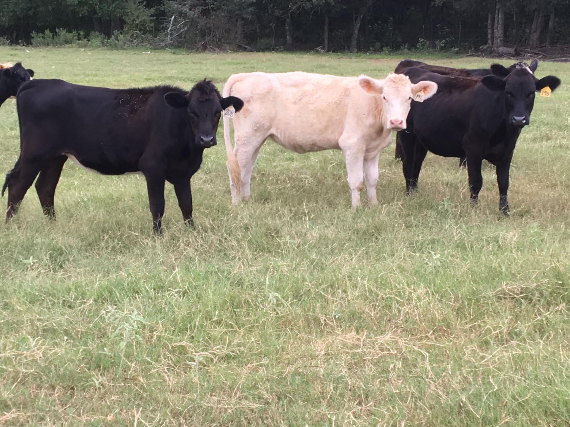 Corriente Cross Cattle