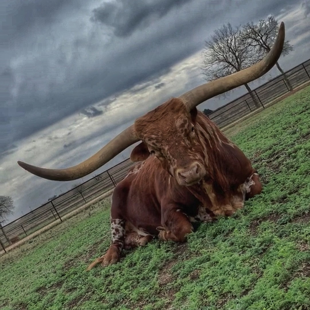 1 - Beautiful - Friendly Longhorn Bull - Texas