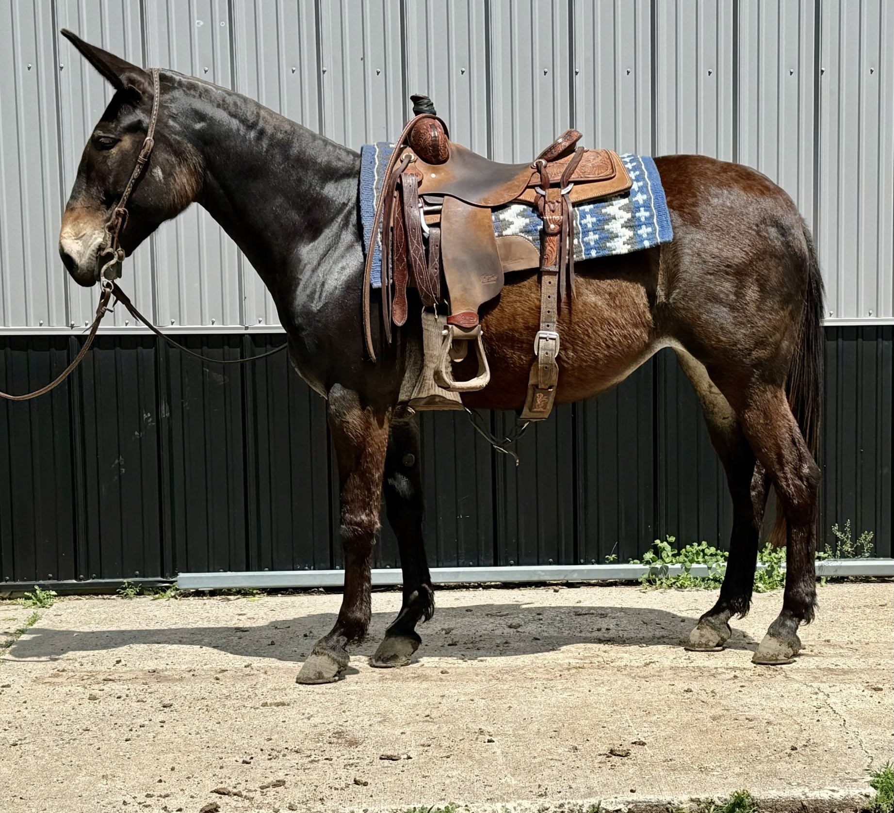 EVELYN – 2015 GRADE Bay Molly Mule!