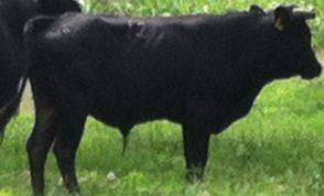 1 - All Black 2 Year Old Corriente Bull - Texas