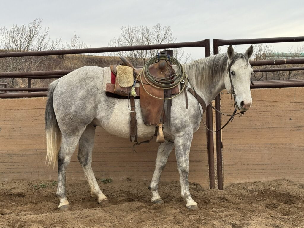 ARIZONA PAINTED PRIDE – 2017 C.Pt.H.A Gray Overo Gelding x Smokeys Dry ...