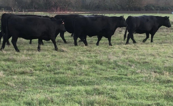 50 - Pairs and Bred 5 and 6 year olds Angus Cows - Oregon