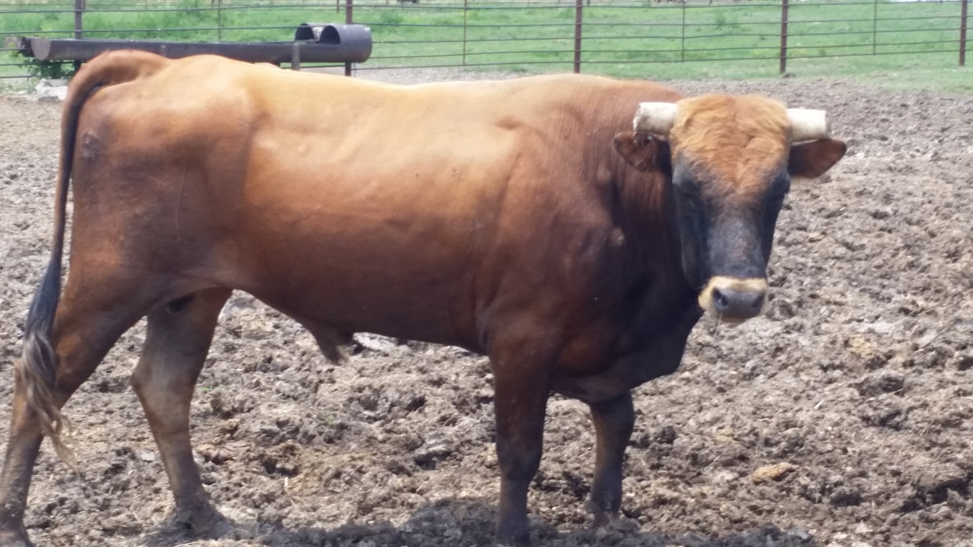 1 - Fullblood Corriente Bull - Texas