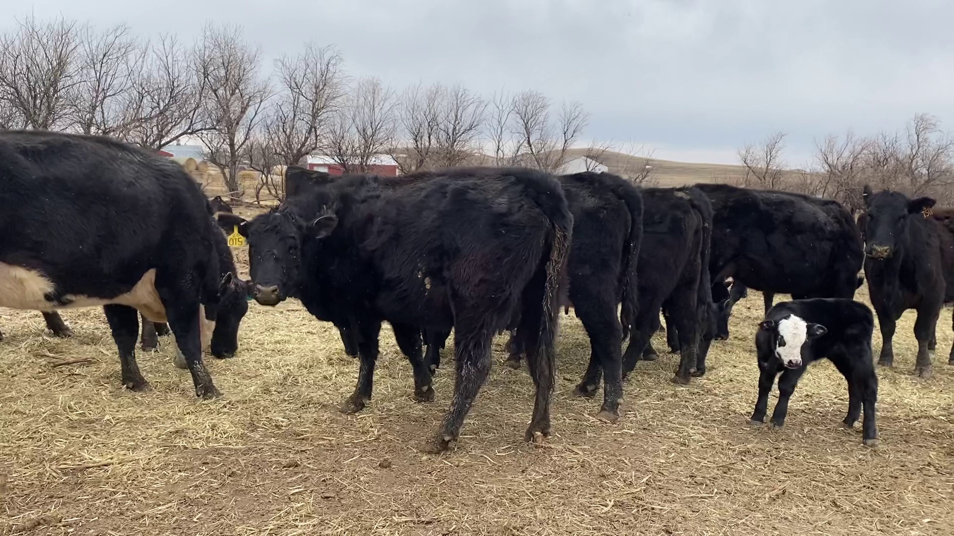 125 - 6-9 yr old Black Angus/Black Baldy Cow Pairs - North Dakota