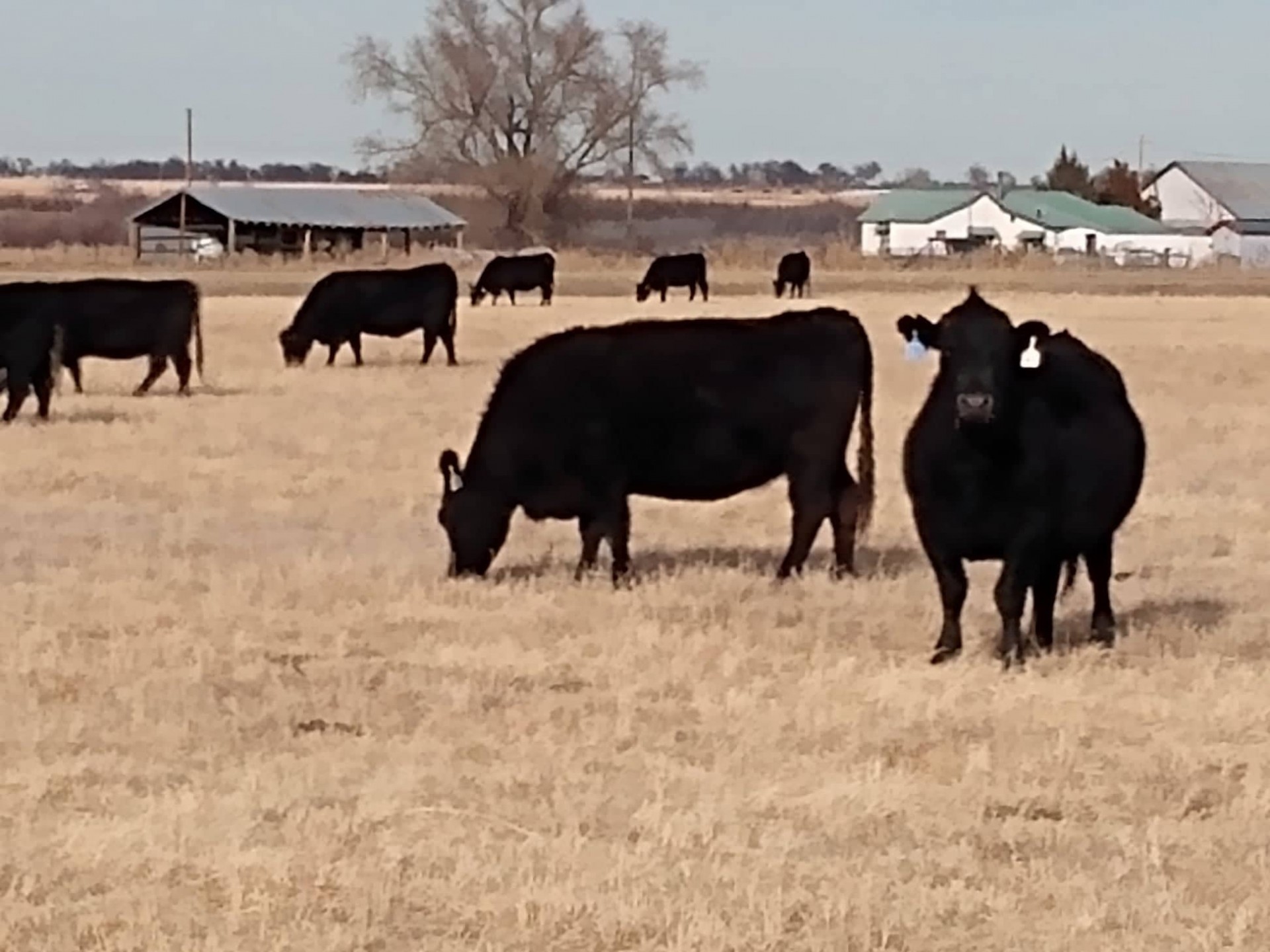 27 - Bred Cows & 7 Pairs - Colorado