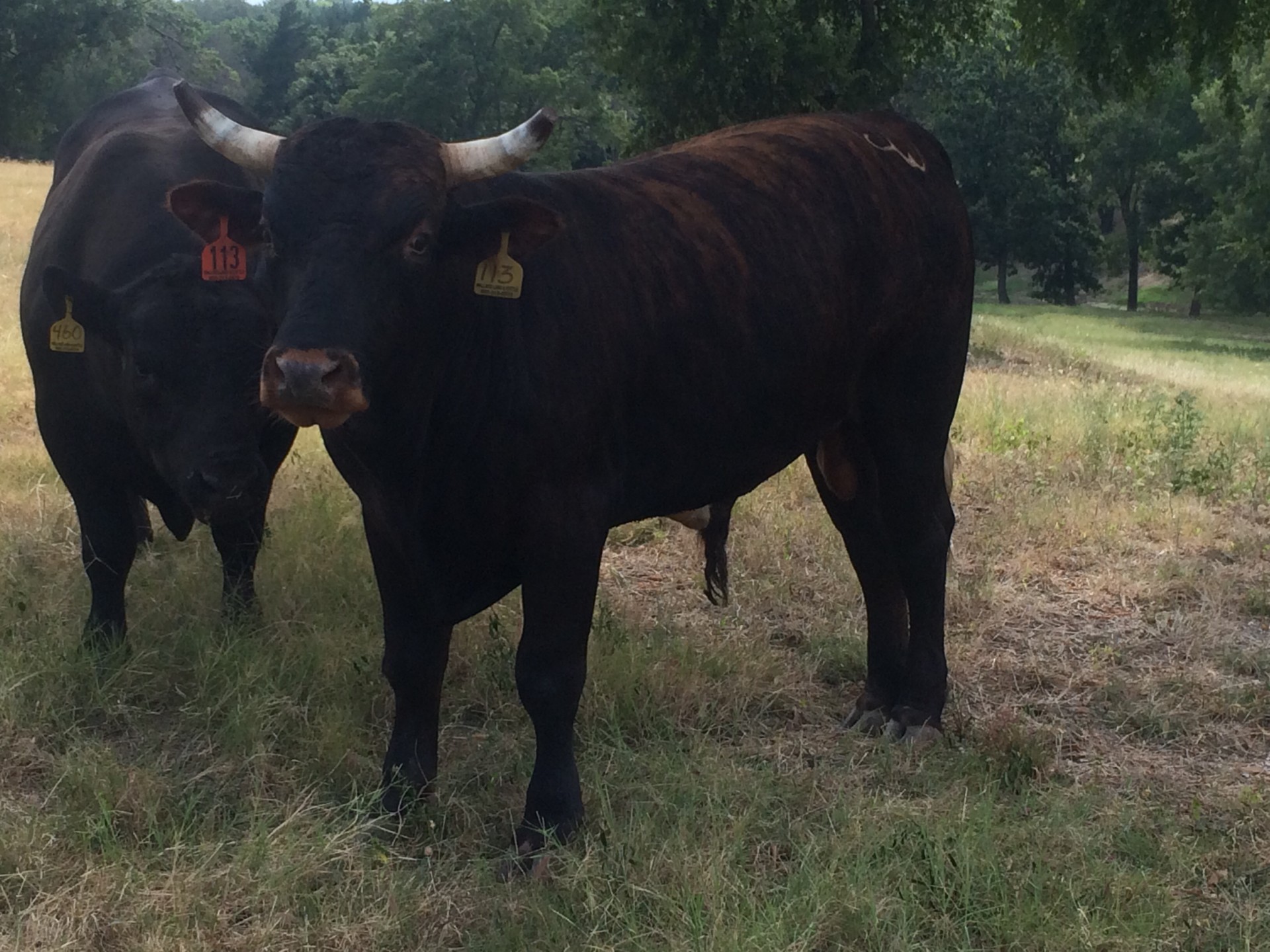 1 - Tested 3 year old Tiger striped Corriente Bull - Texas