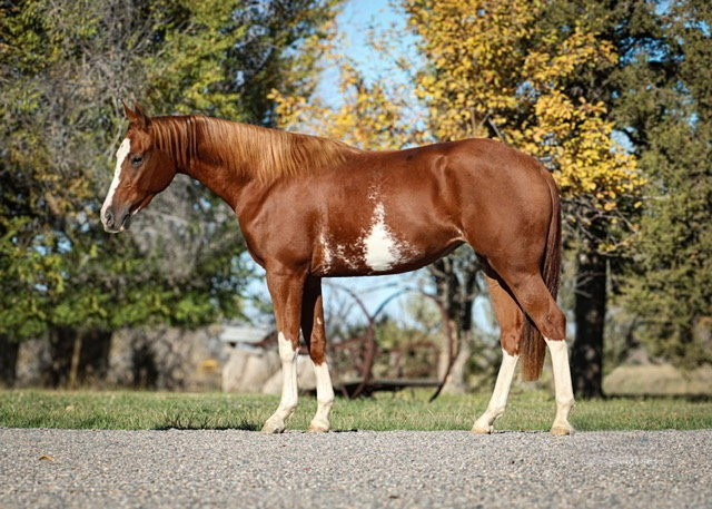 ATTACK OLENA – 2023 AQHA Sorrel Mare x Metallic Cattack x Metallic Cat ...