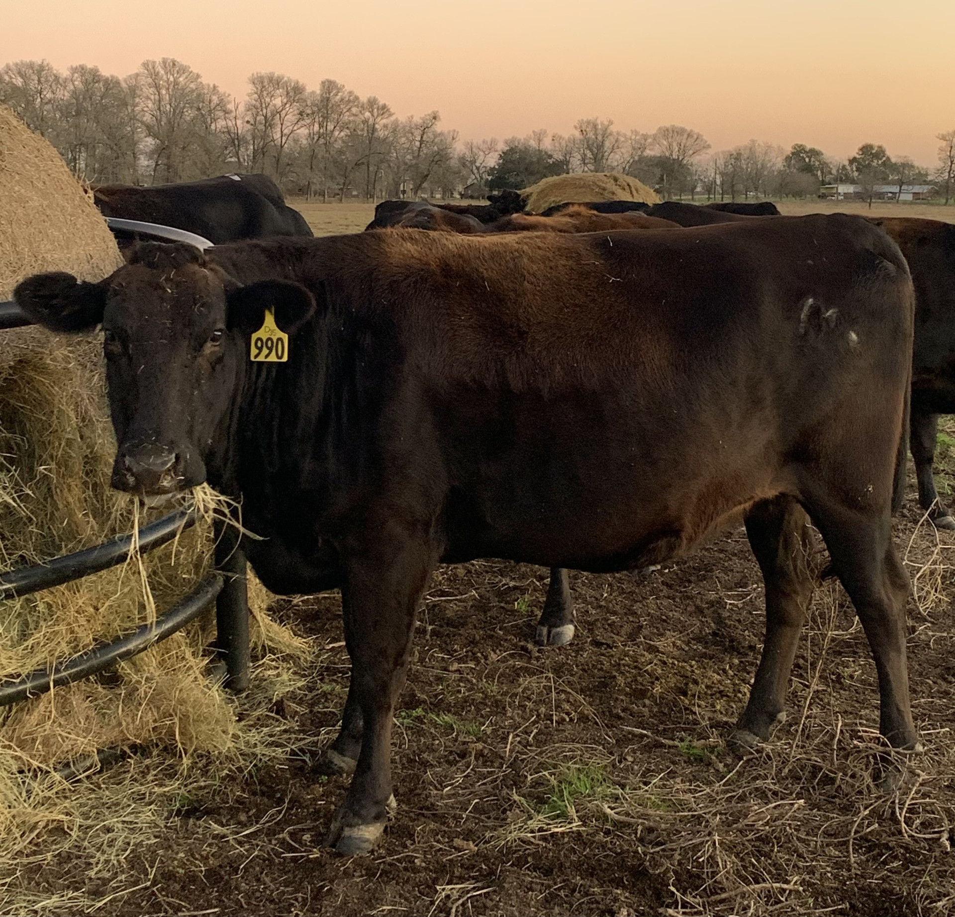 Registered Wagyu Cow w/Bull Calf