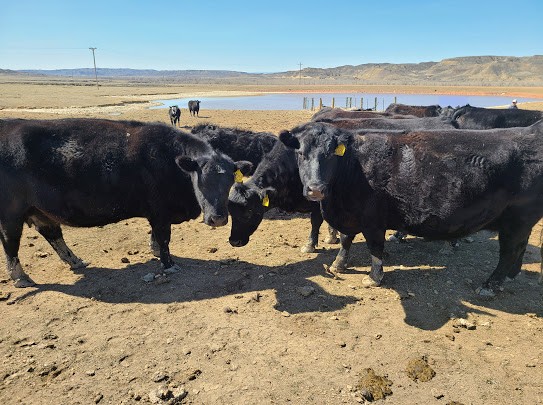 50 - Black Angus Mix Aged Bred Cows - Wyoming