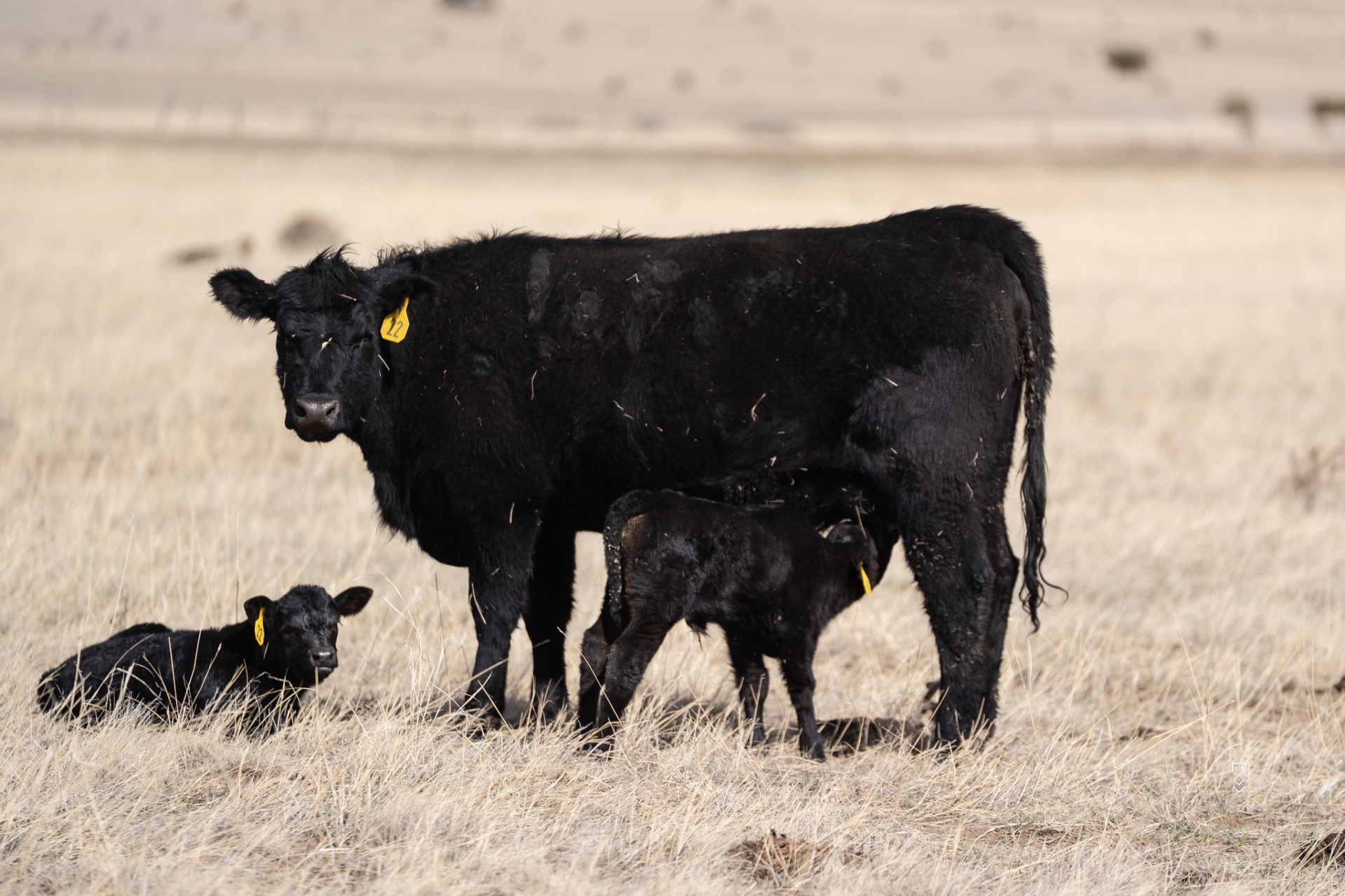 50 - Black Angus Heifer Pairs - Colorado
