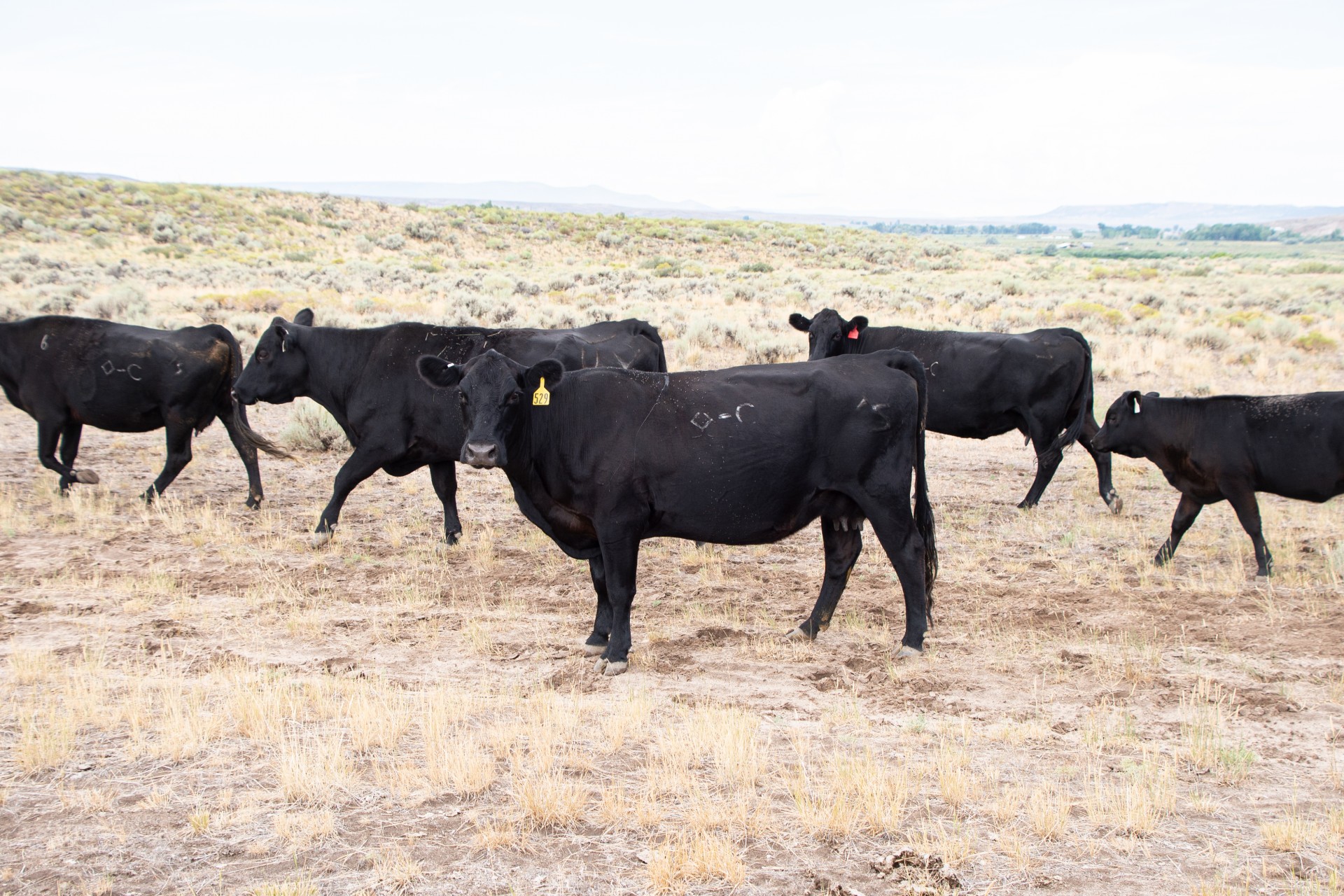 68 - Registered Angus 2-10 Year Old Bred Cows - Colorado