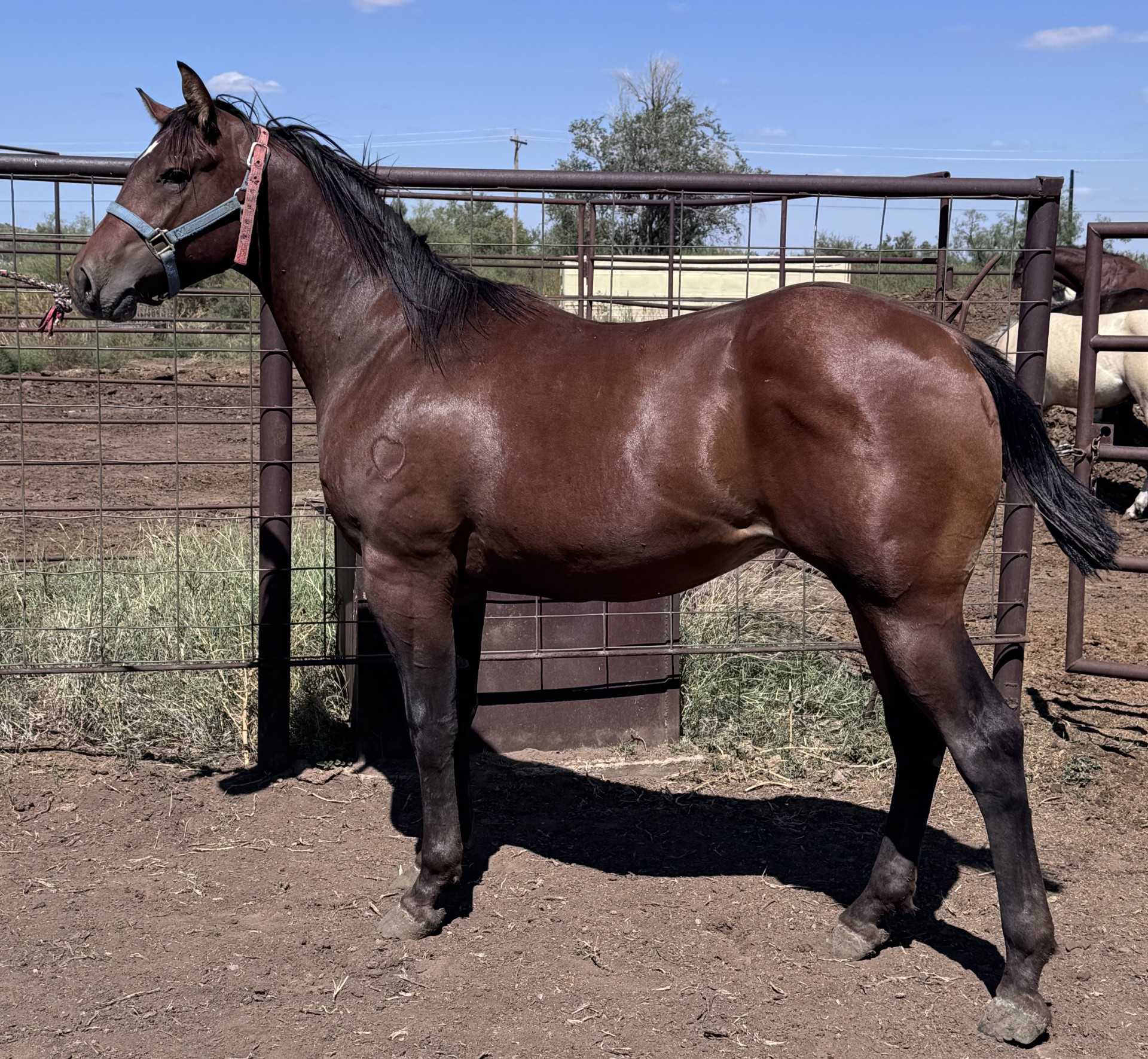 PADDYS OIL FEVER #6344654; 2024 Bay QH Colt
