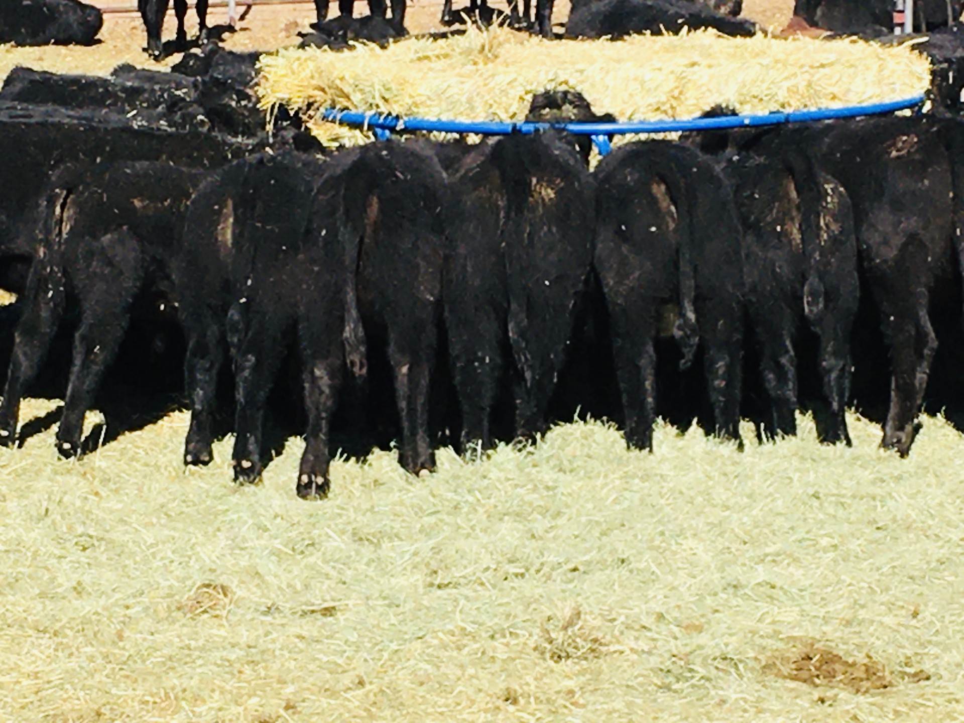 Wanted to purchase 50 to 200 bred cows late spring calving