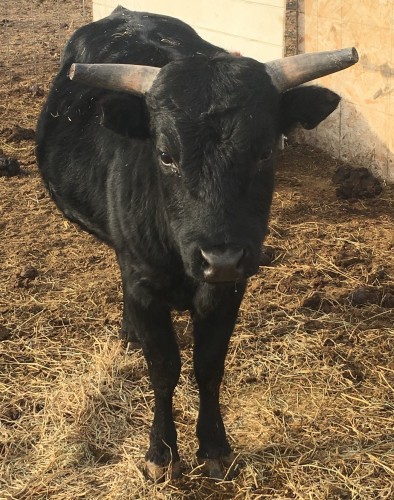 1 - 2.5 Year Old Bull - Colorado