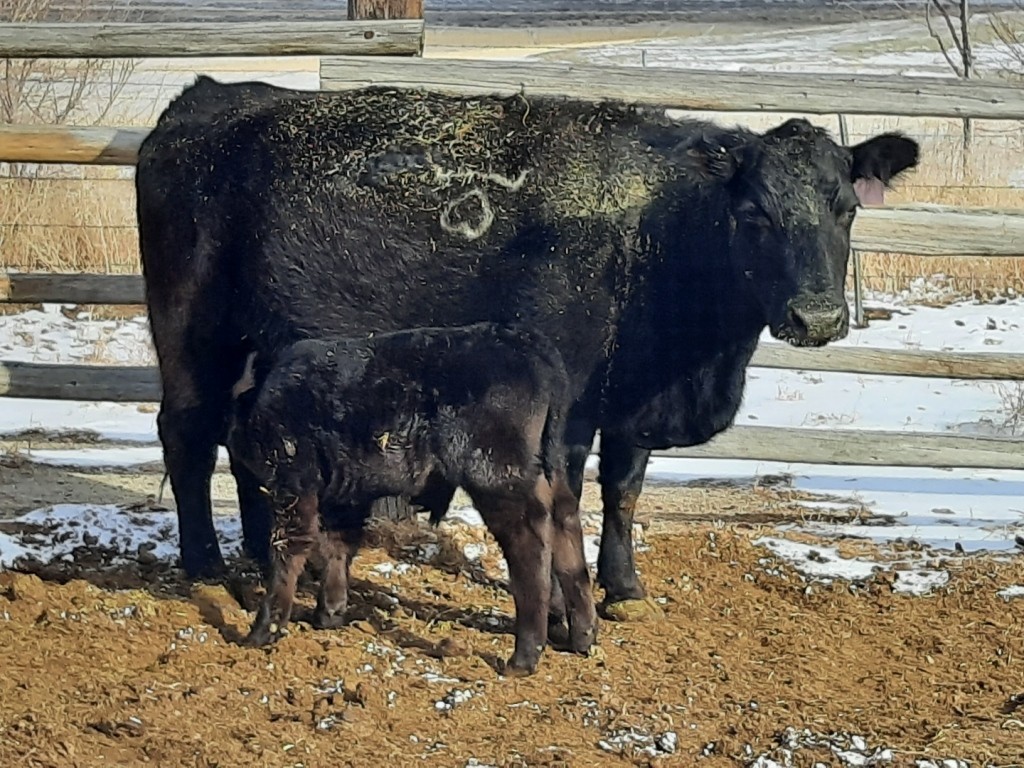 Black Angus pairs