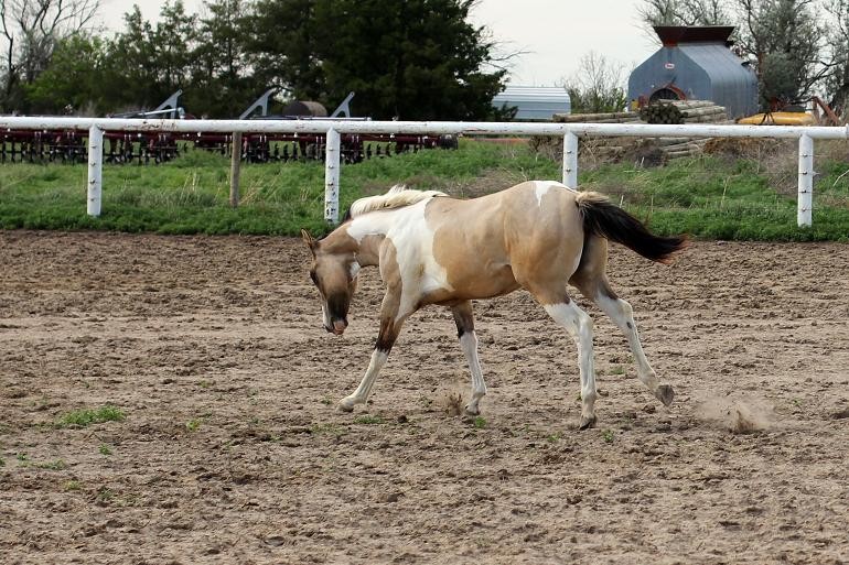 APHA STUNNING FILLY! CHECK OUT HER COLOR!
