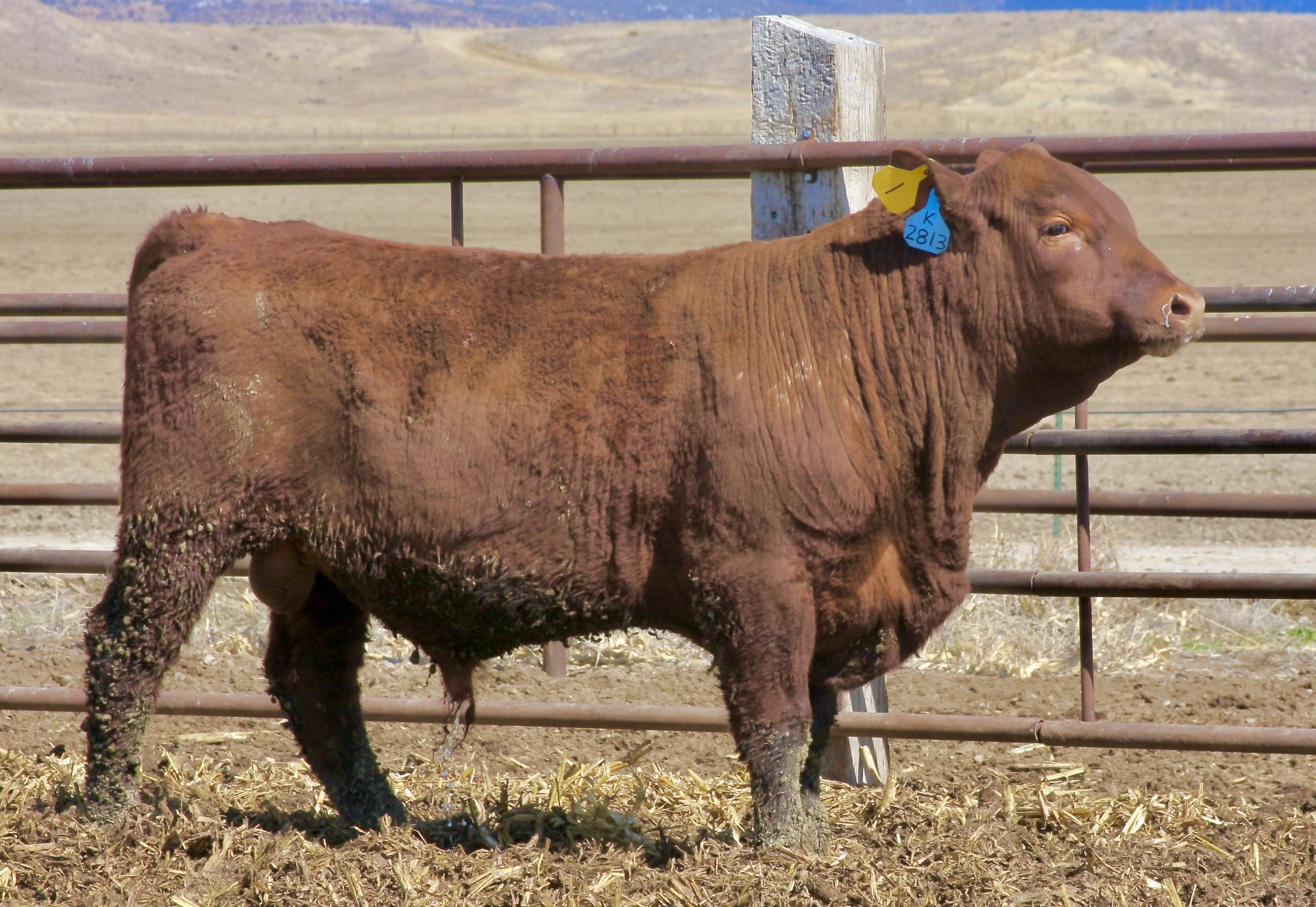 50 - Registered Red Angus Bulls - High Elevation Genetics - Colorado