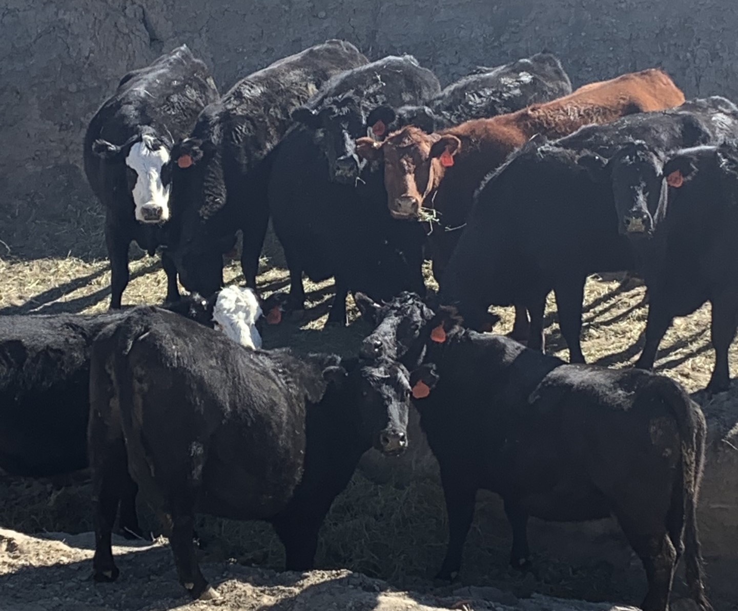 42 - Bred Angus Cows - Utah
