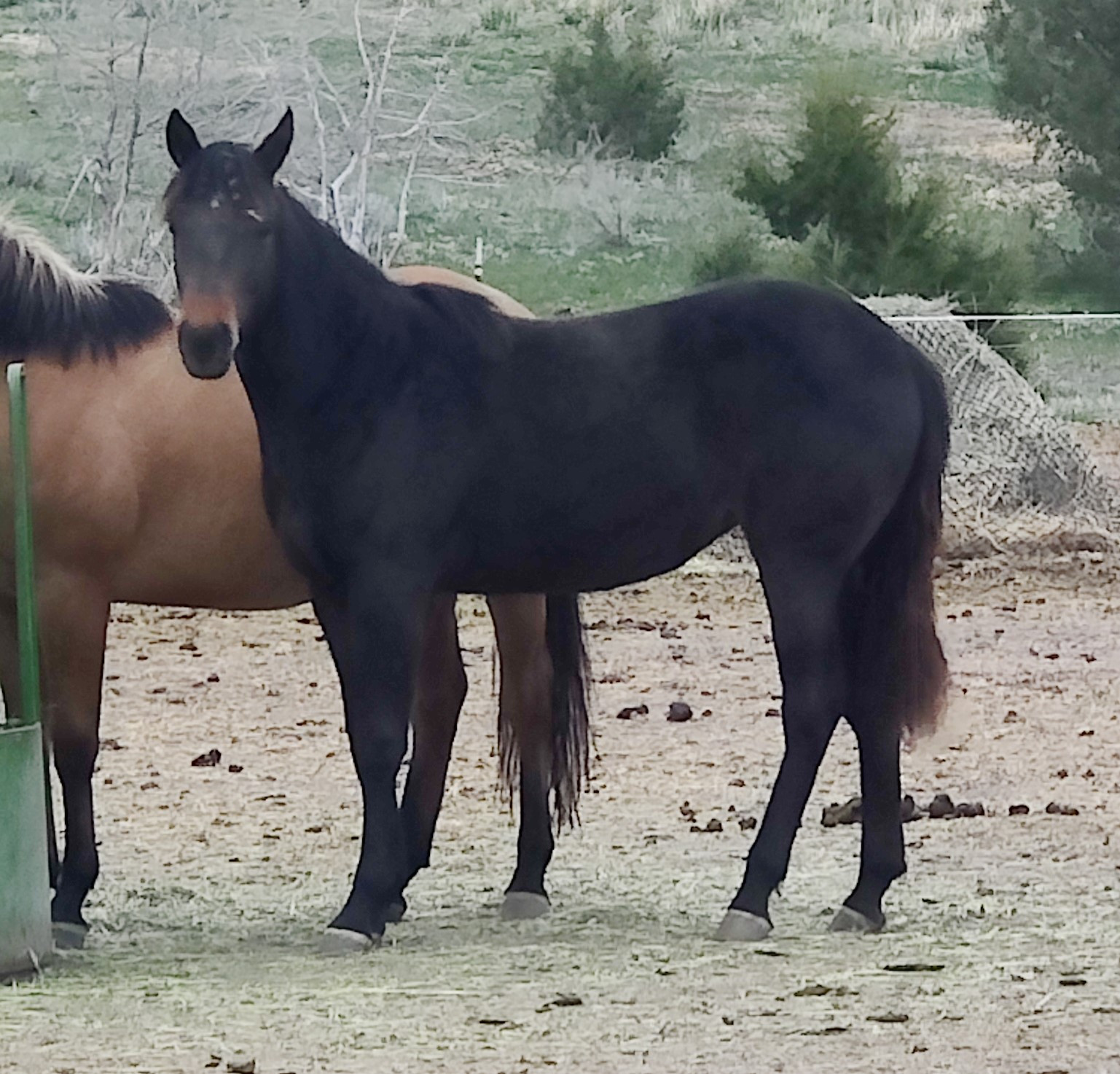 AQHA Bay Yearling Filly