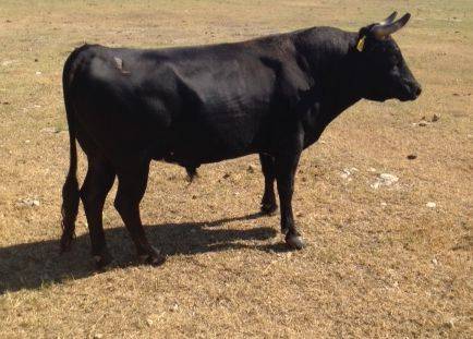 1 - BLACK CORRIENTE BULL - PROVEN PRODUCER - TEXAS