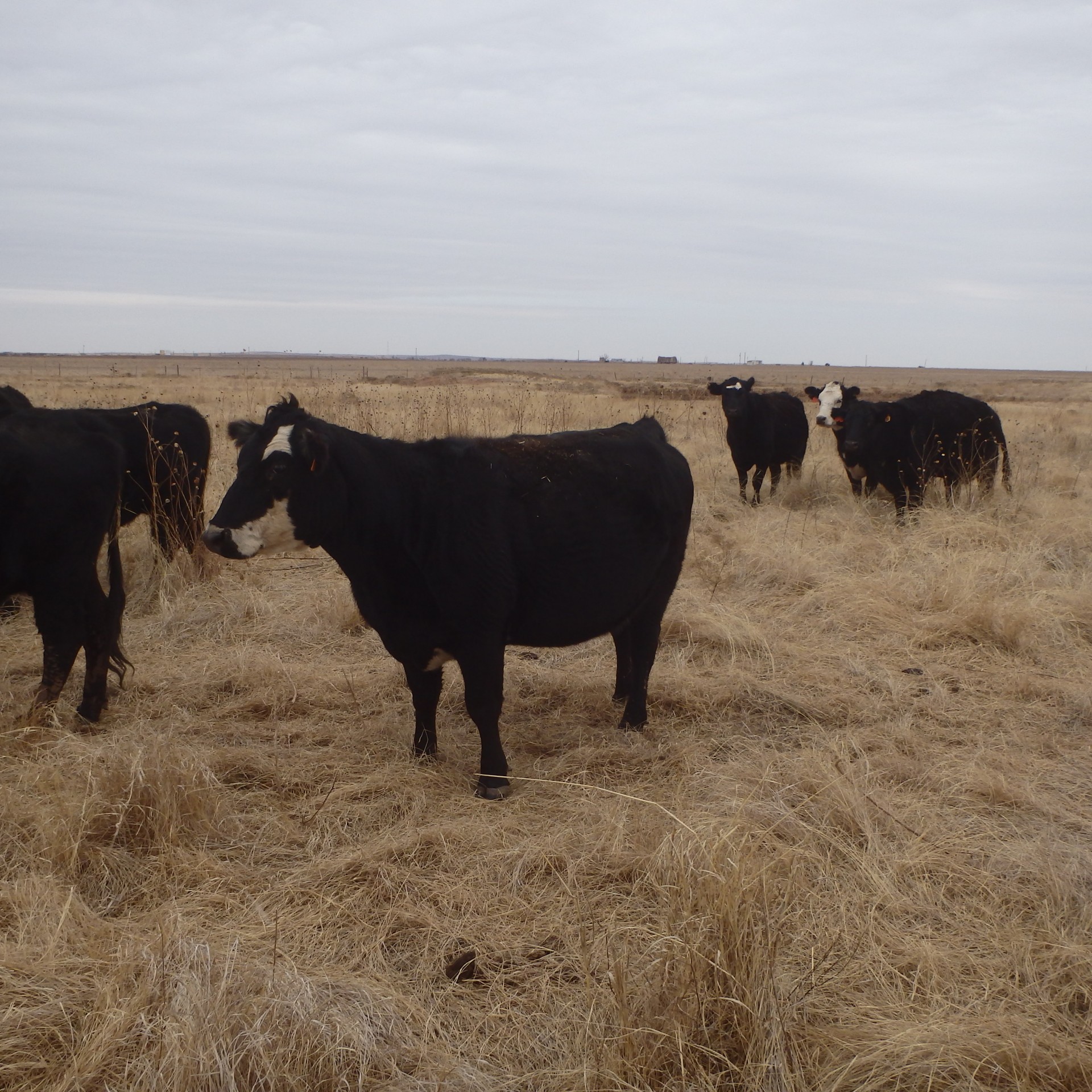 30 - 5 Year Old Bred Cows - Oklahoma