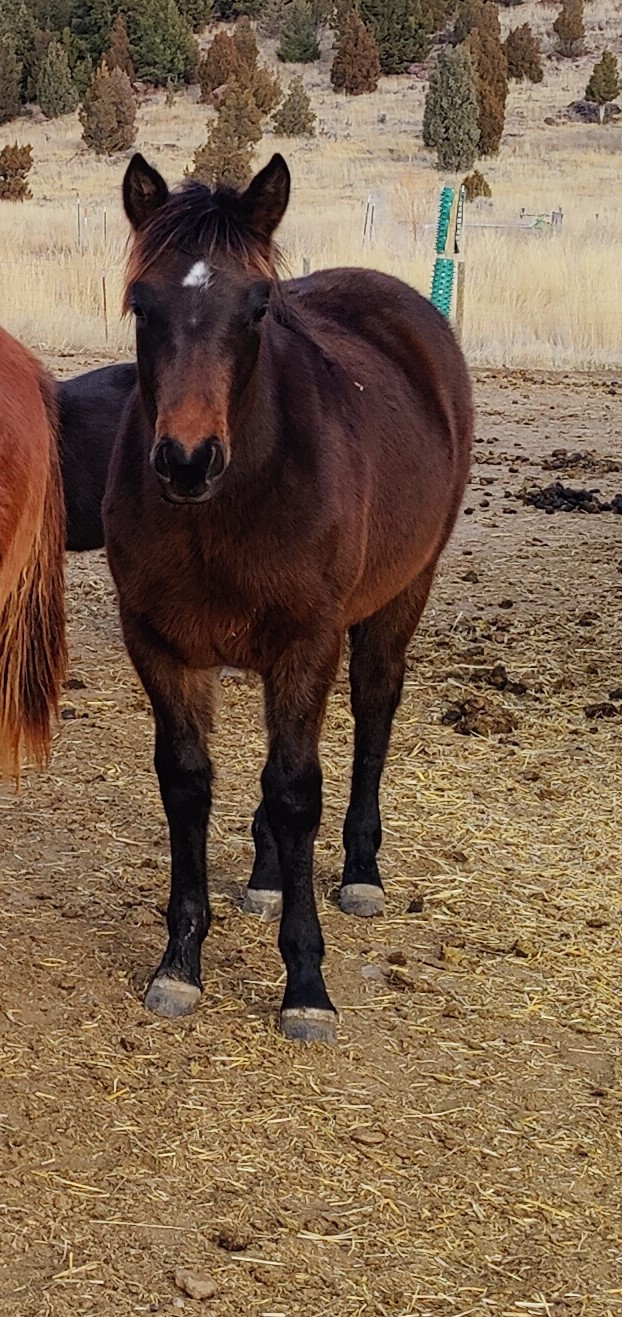 AQHA Bay Yearling Filly