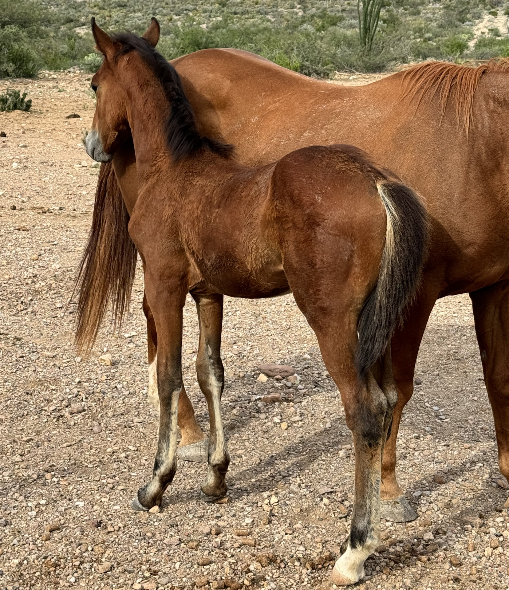2024 BAY DRAFT CROSS COLT