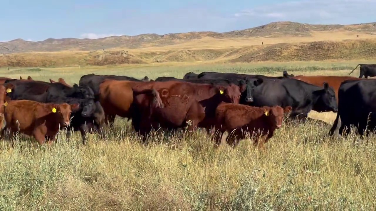 37 - 3 Year Old Red Angus Bred Cows - Wyoming