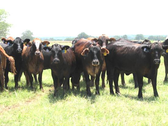 63 - Brangus, Angus Plus & Brindle Bred Heifers - Northeast Texas