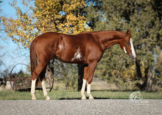 ATTACK OLENA – 2023 AQHA Sorrel Mare x Metallic Cattack x Metallic Cat ...