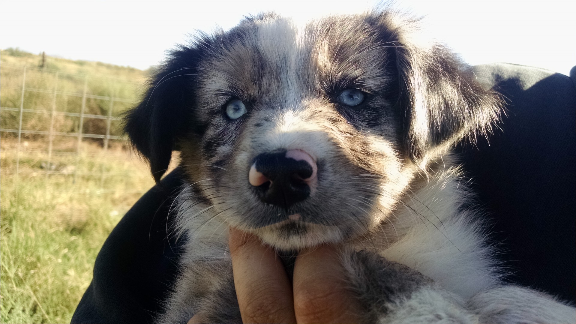 ASCA/AKC Australian Shepherd stock dogs