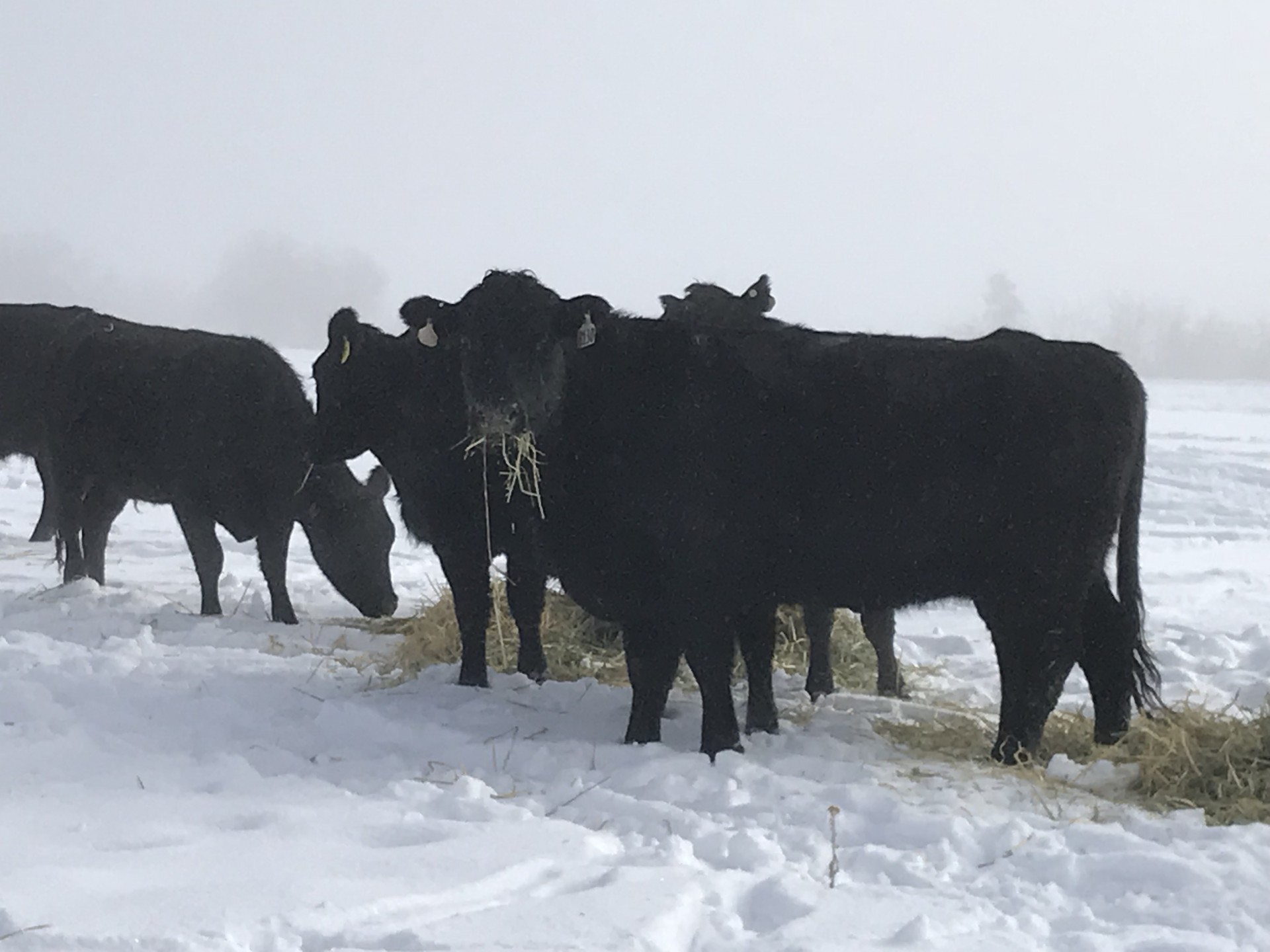 180 - Bred Cows - Utah