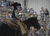 Horse Auctions and Horse Sales | Horse Auctions near you on Ranch World Ads