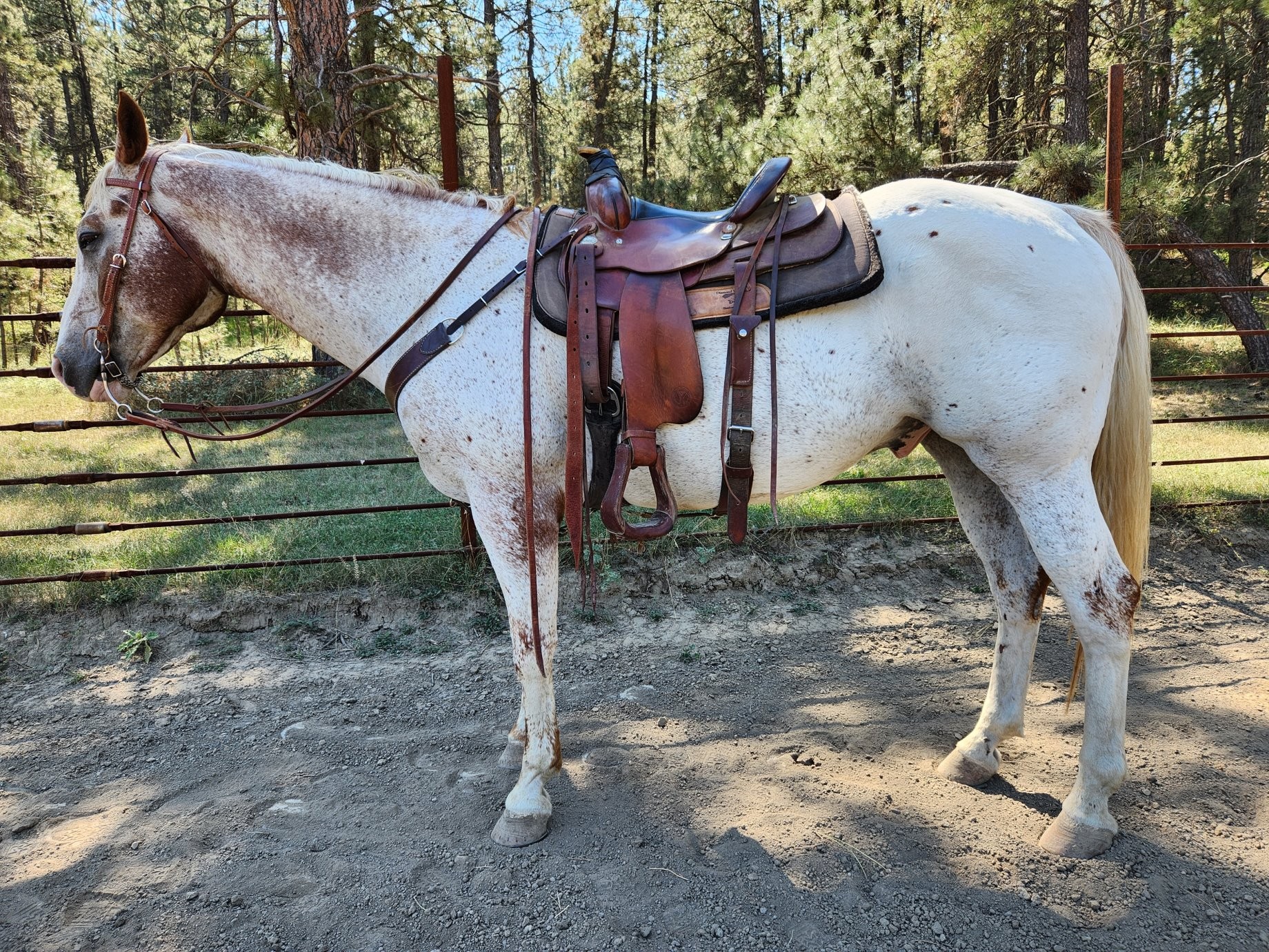 Hanas Dreaming Weedo 2008 Aphc Chestnutsorrel Gelding X Dz Weedo X Dandy Zippo Out Of Maids