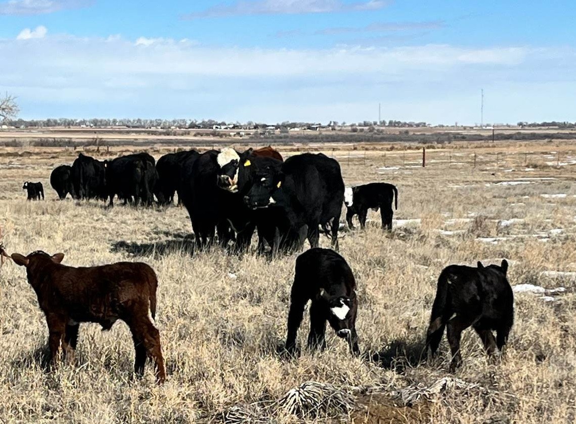 23 - 5 yr old Black Angus - Colorado
