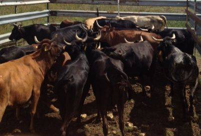 15 - Corriente Cows - Texas