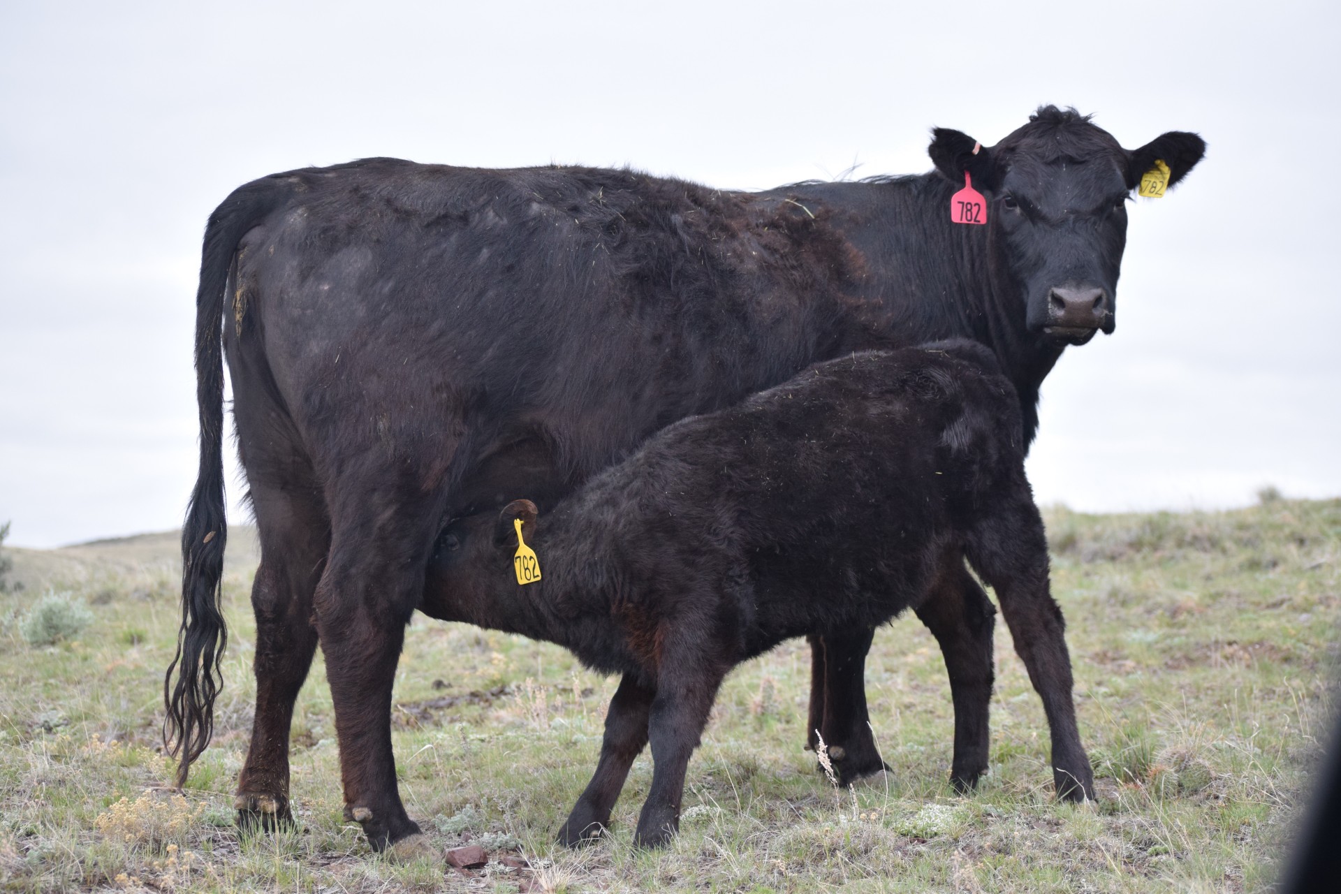 100 - First Calf Heifer Pairs - Montana