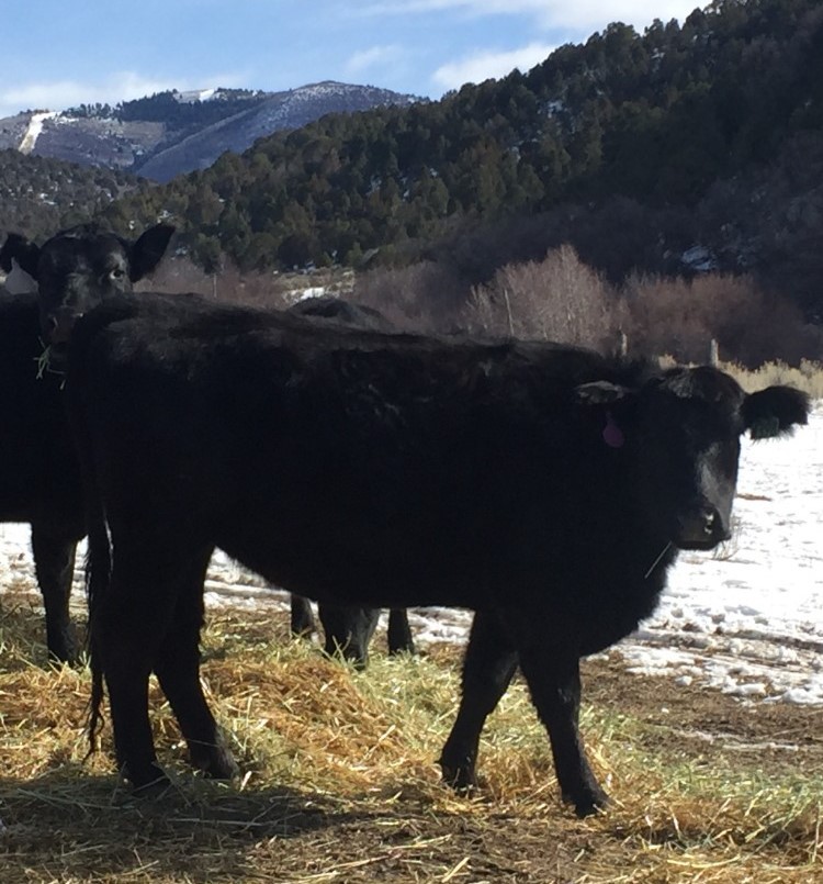 400 - August-September Bred Cows - Utah