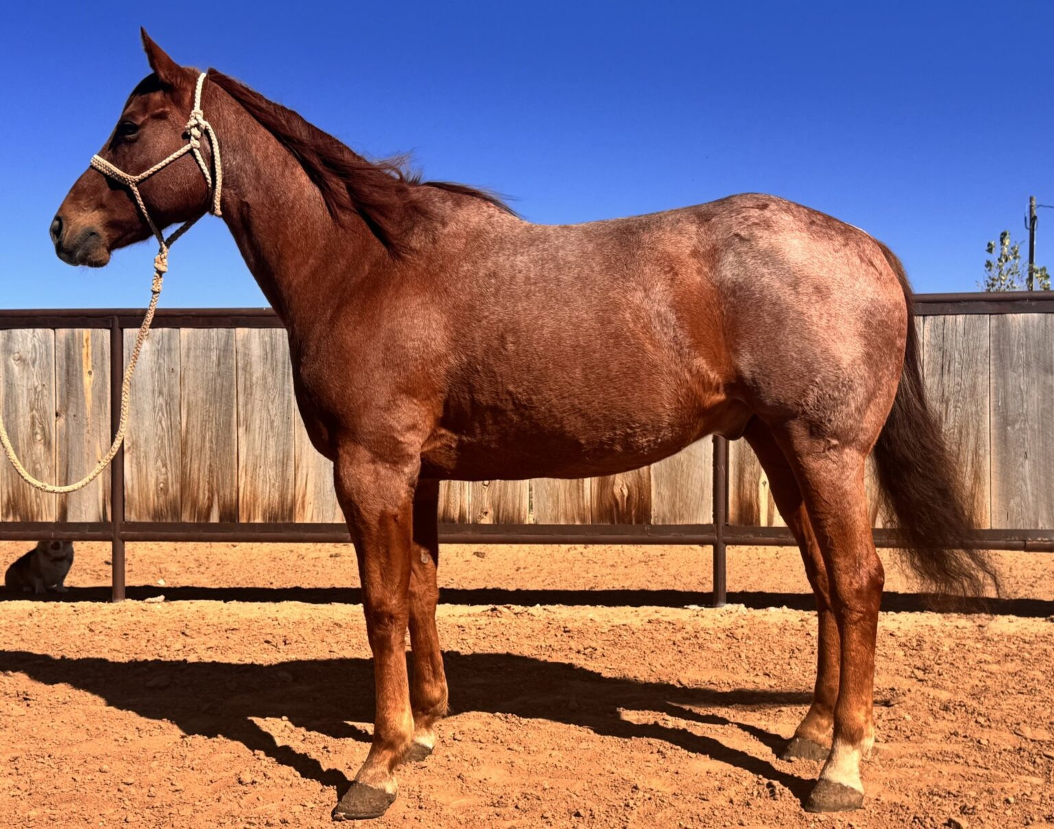 ECHETAS STARLITE FOX – 2011 AQHA Red Roan Gelding x Fox Bee Blue x Blue ...