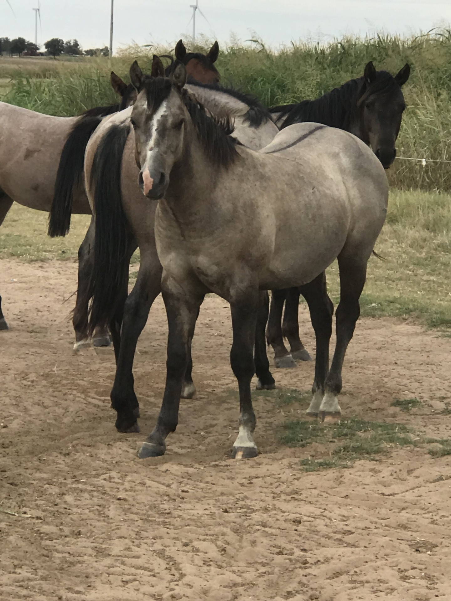 AQHA YEARLING GRULLO ROAN COLT