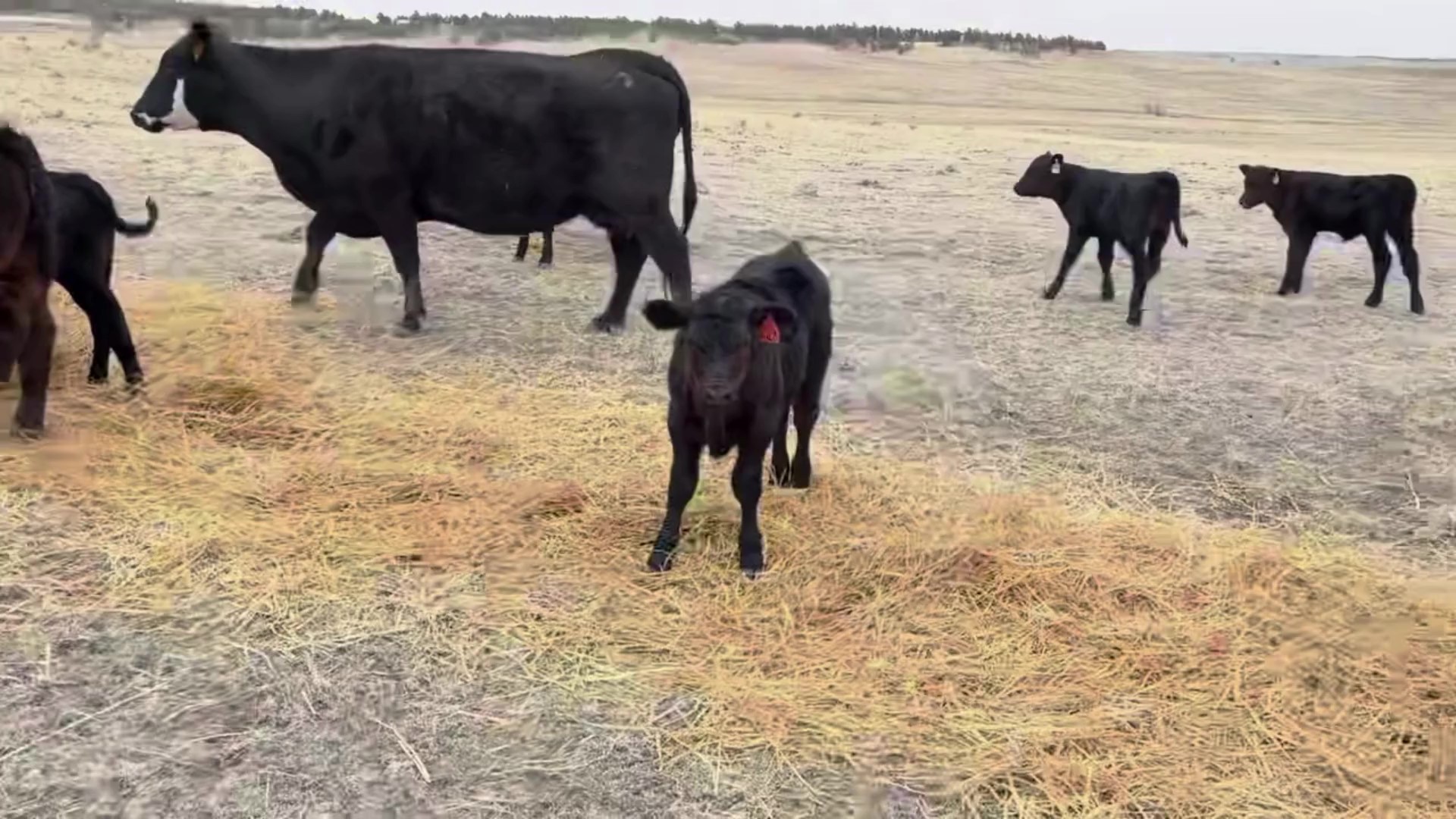 92 - Black Angus Mixed Age Pairs - Colorado