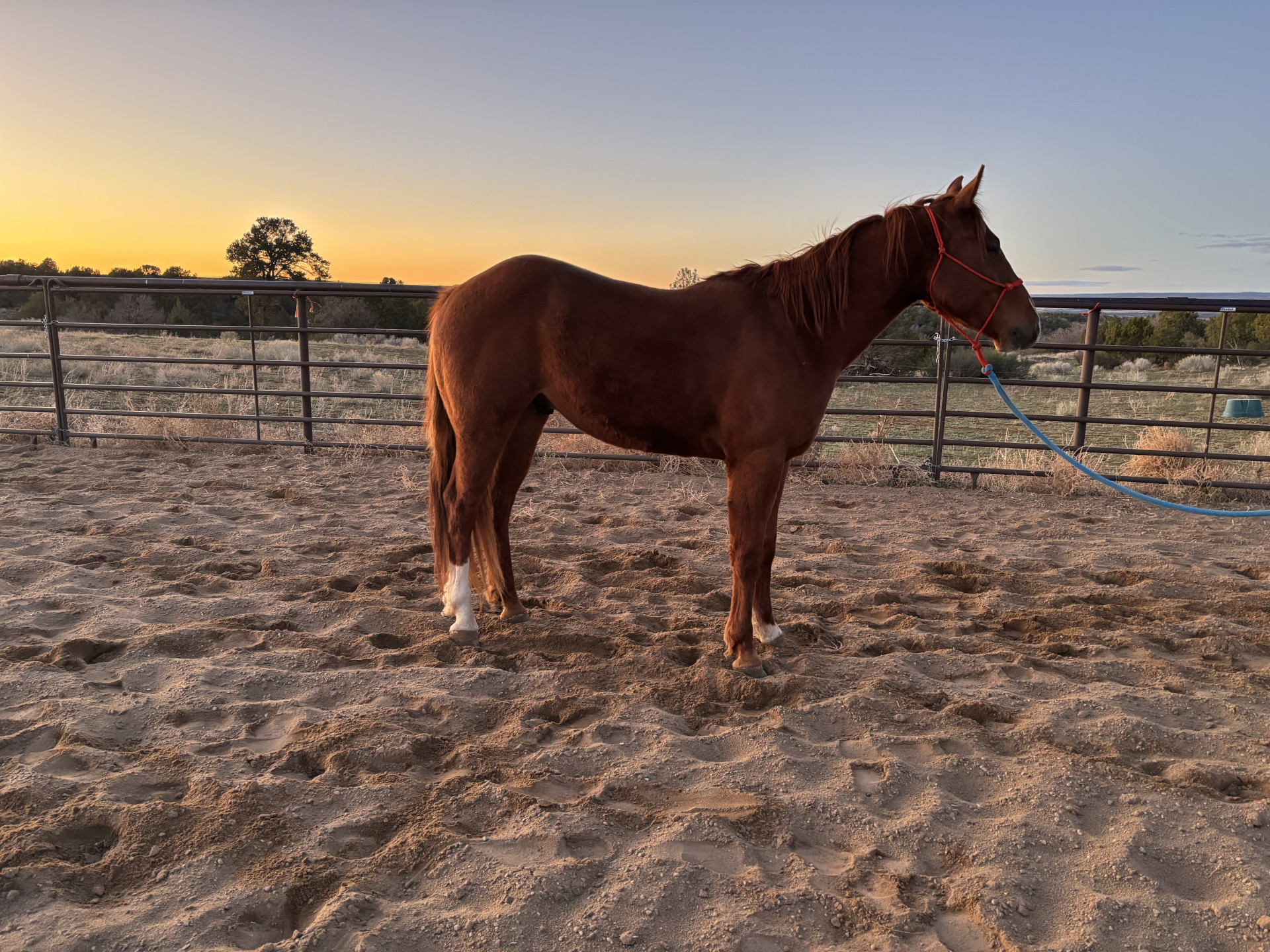 2022 AQHA Jodys Drifter