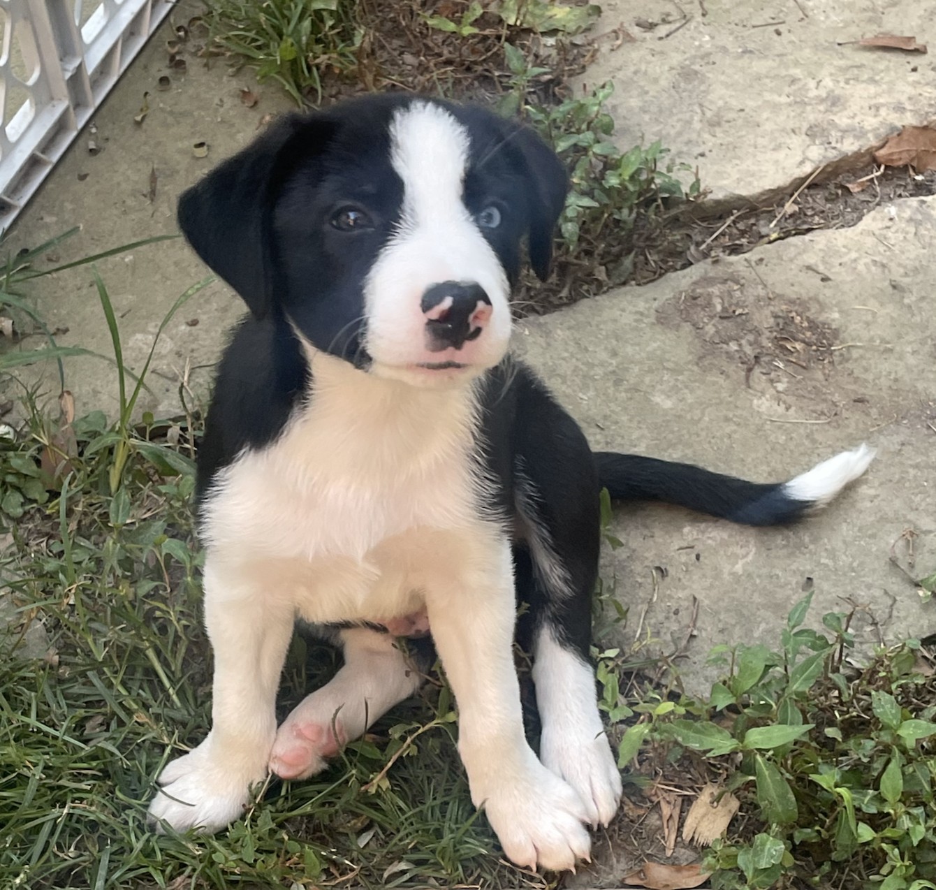 ABCA registered Border Collie puppies